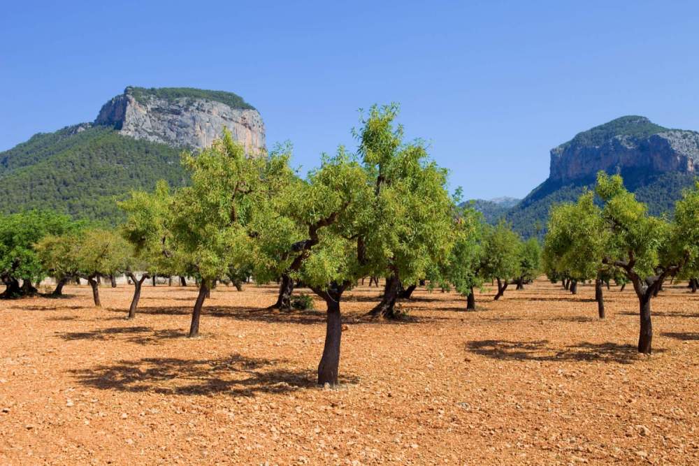 Alaró, Mallorca - Guide to Things to Do and Stays